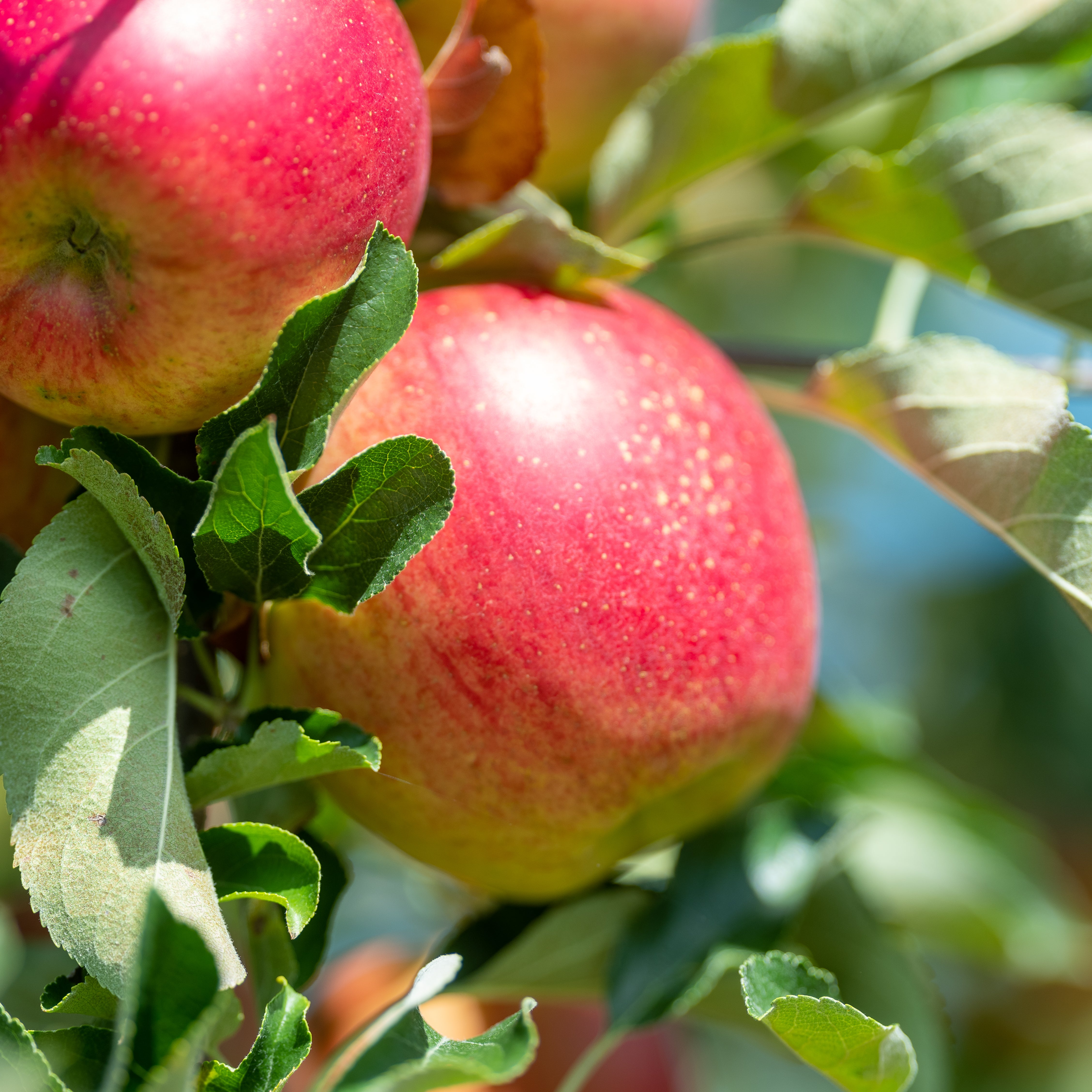 りんご – カントリーファームSOMAオンラインショップ